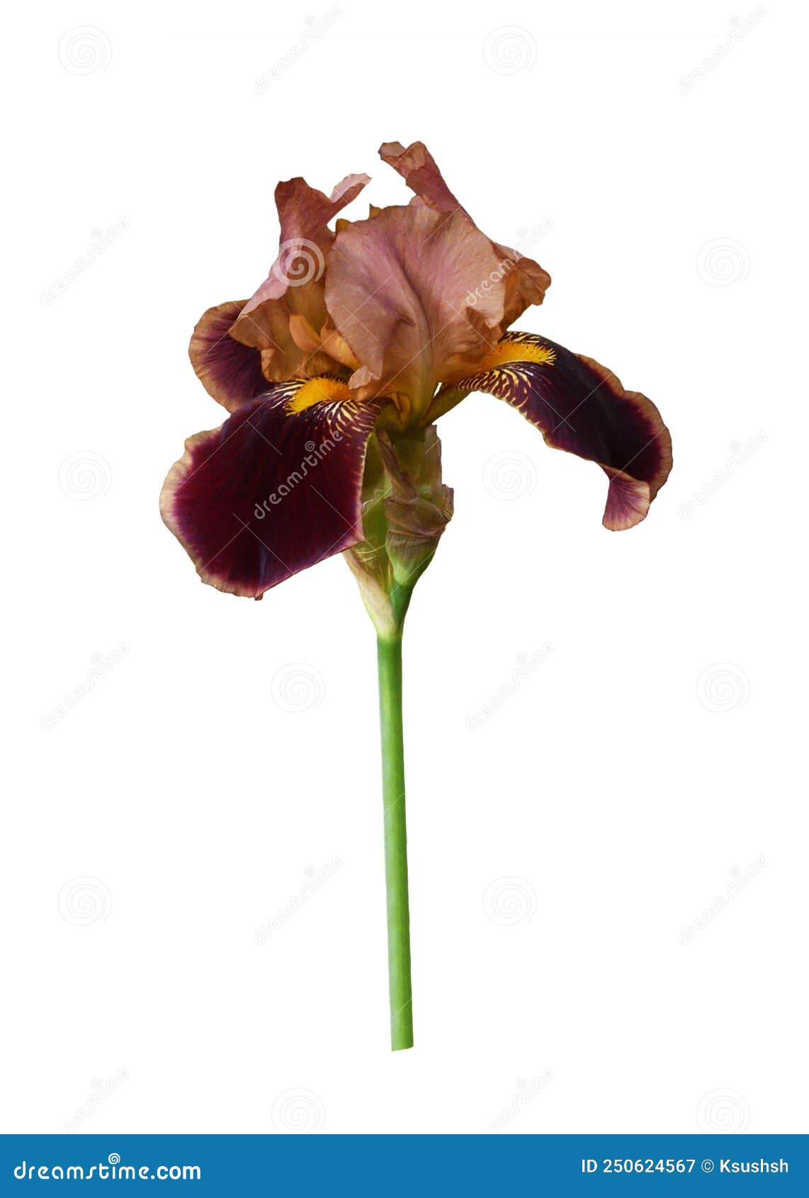 Brown Iris Flower Isolated on White Stock Image - Image of bright ...
