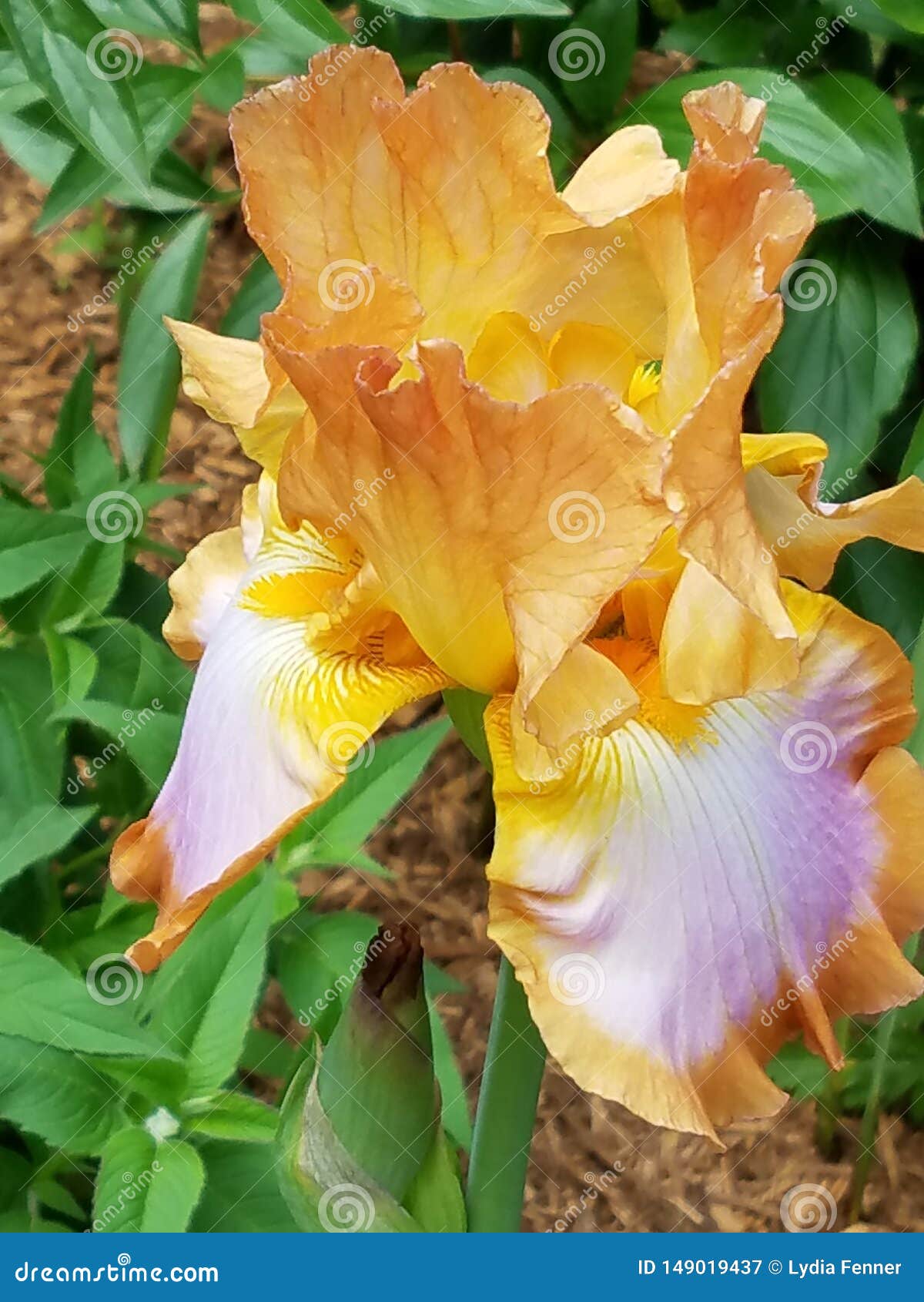 Brown Iris stock image. Image of bearded, spring, flower - 149019437