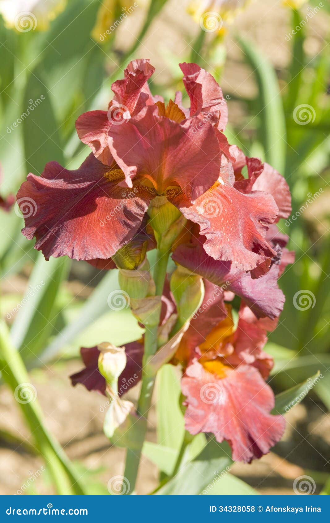Brown iris stock photo. Image of flora, iris, brown, botanic - 34328058