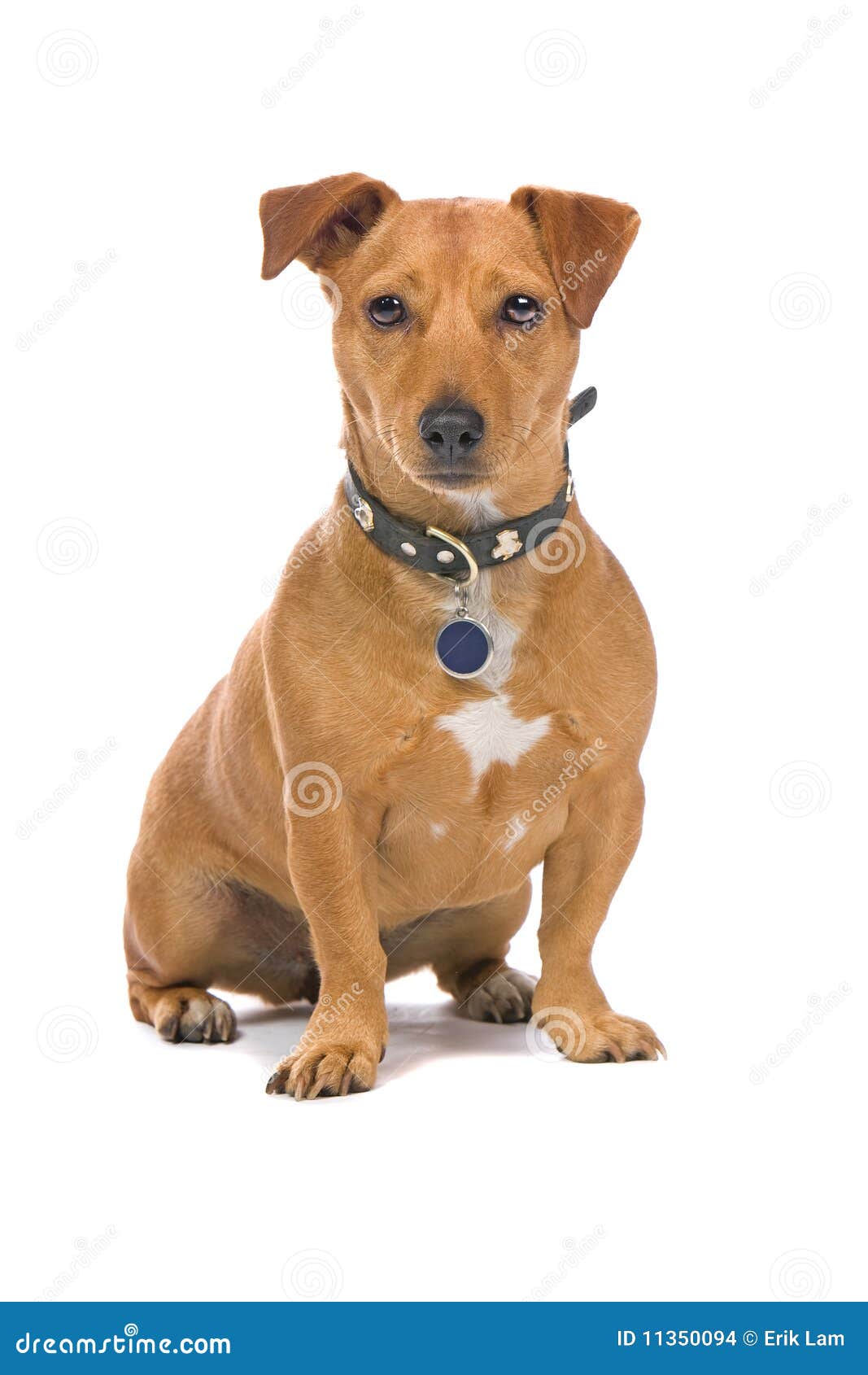 Brown Jack Russel Terrier Dog Stock Photo - Image of looking, single ...