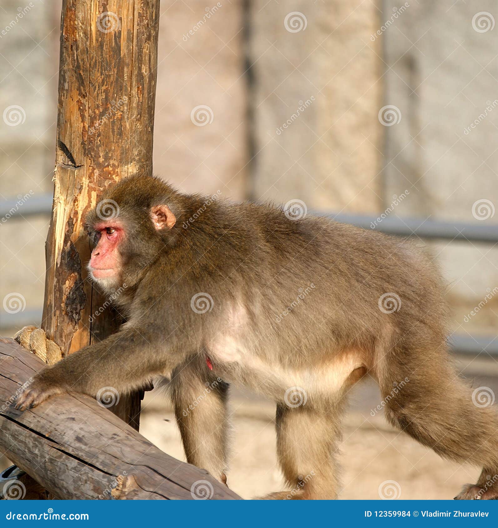 Brown Japanese Macaque (snow Monkey) Stock Photo - Image of nature ...