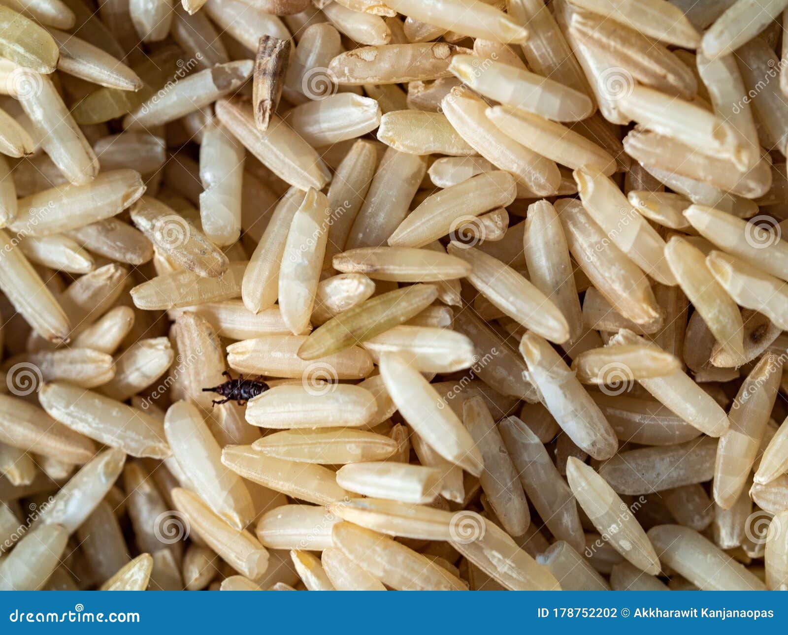 Brown Jasmine Rice Grains Closeup Stock Photo - Image of grain, thai ...