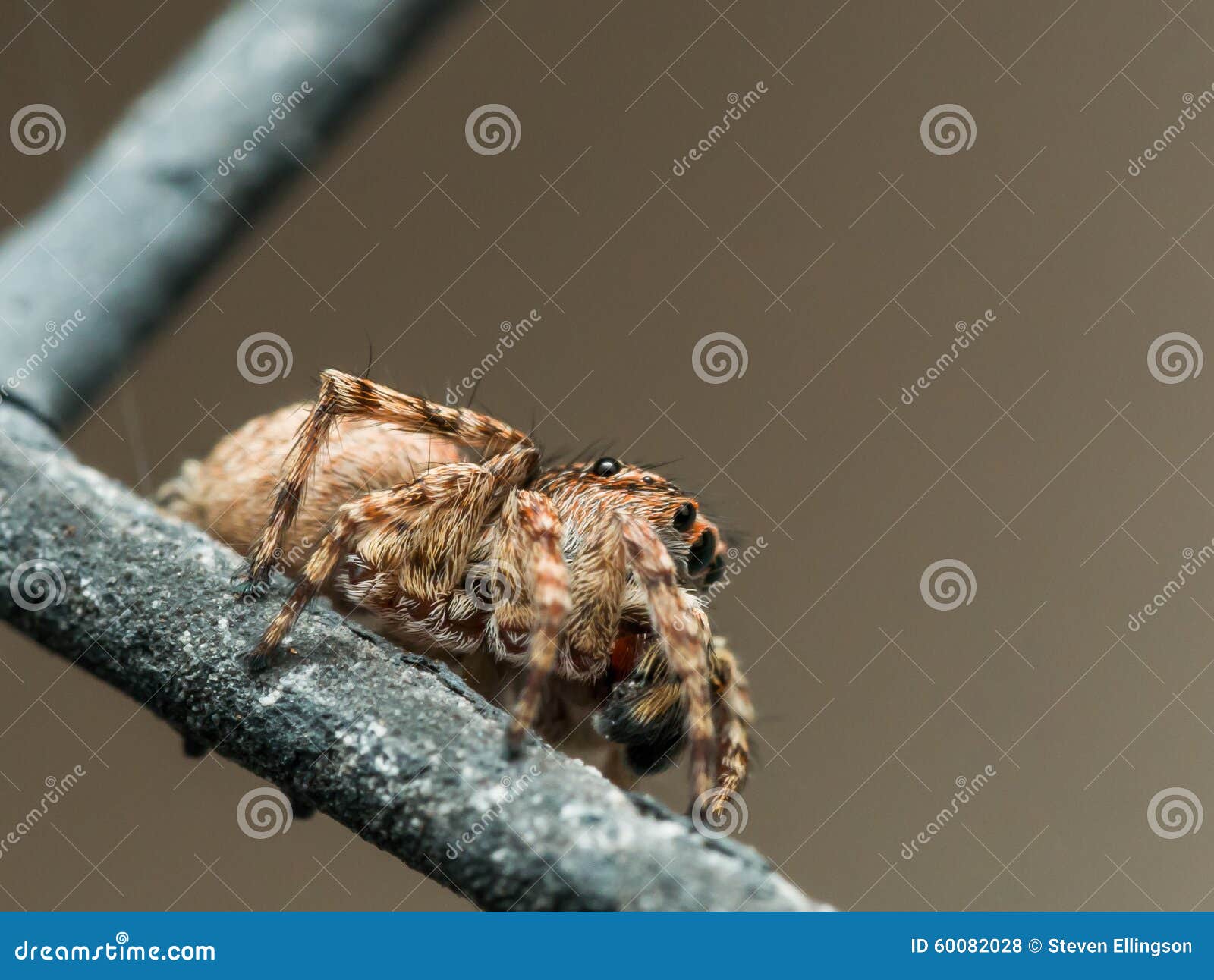 Brown Jumping Spider on Window Screen Stock Photo - Image of cute ...