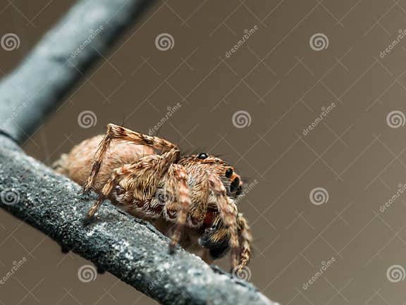 Brown Jumping Spider on Window Screen Stock Photo - Image of cute ...