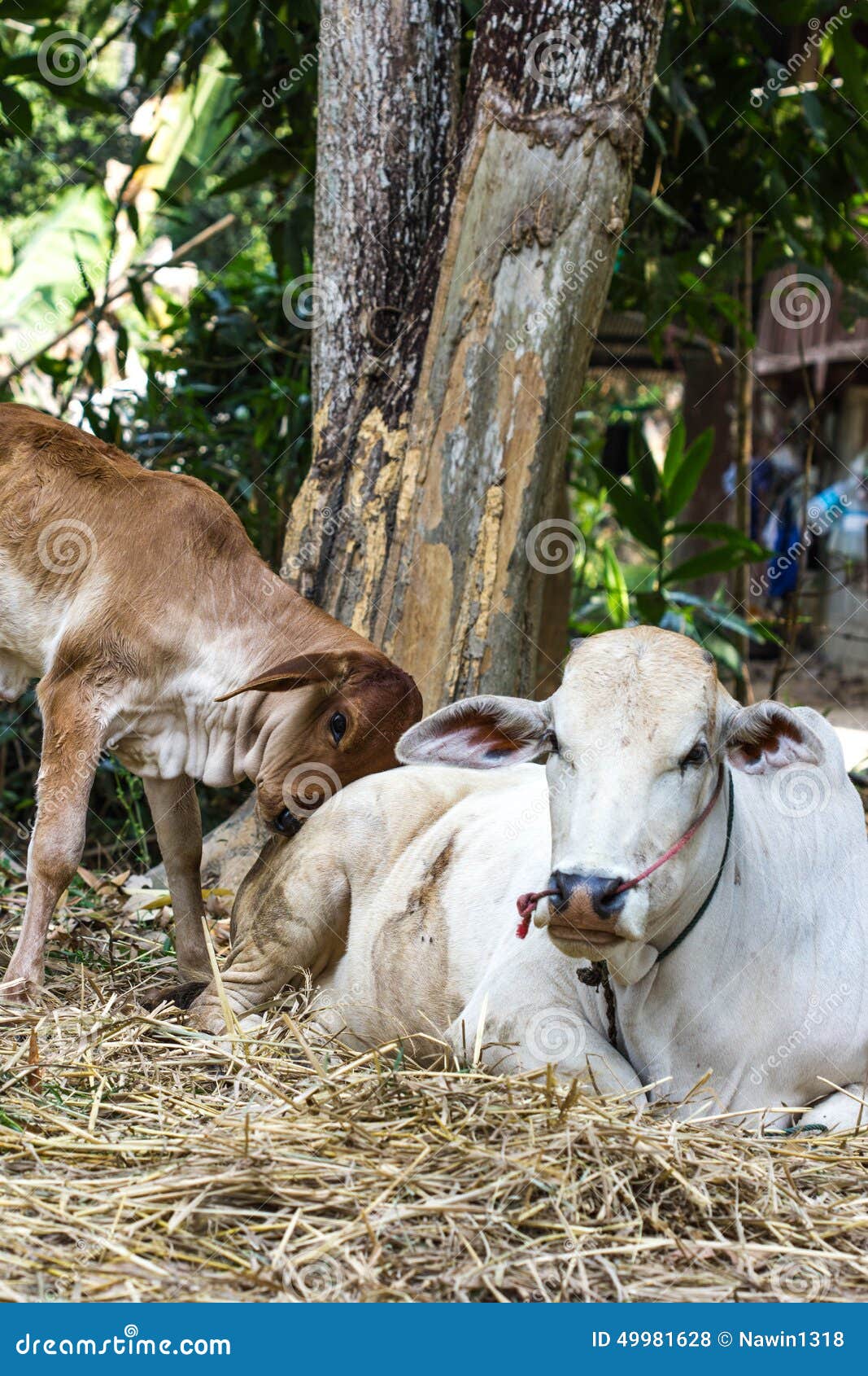 Brown-Kalb Mit Seiner Mutterkuh Stockfoto - Bild von feld ...