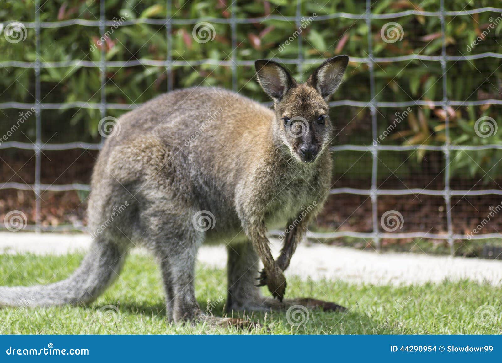 Brown Kangaroo stock photo. Image of animalia, ventricular - 44290954