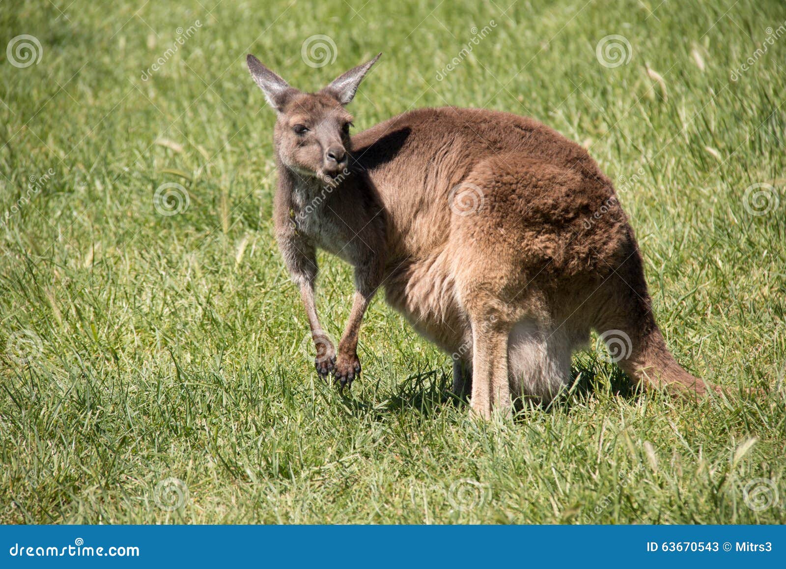 Brown Kangaroo in Wildlife Conservation, Australia. Stock Image - Image ...