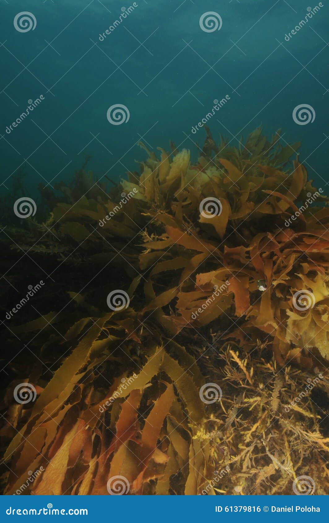 Brown kelp stock photo. Image of seagrass, flat, grass - 61379816