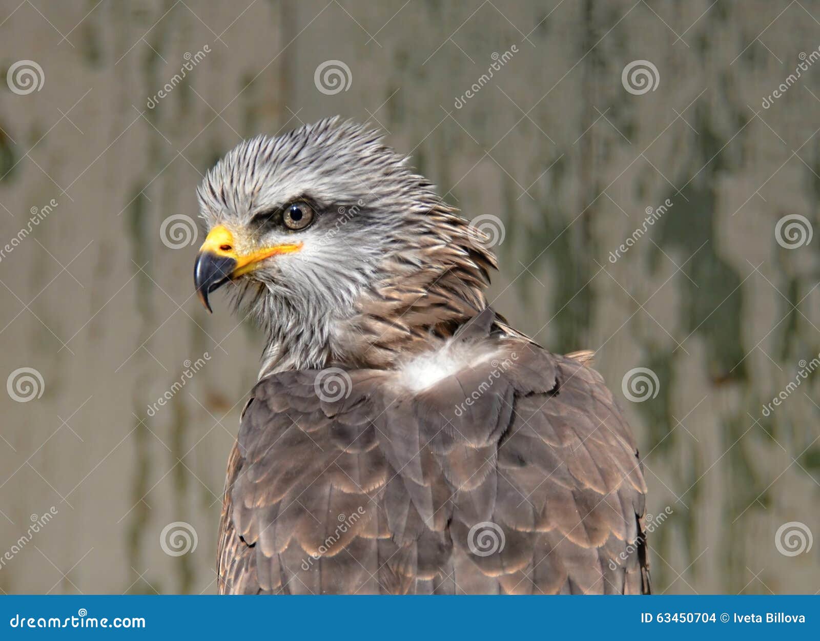 Brown Kite flying predator editorial stock image. Image of bird - 63450704