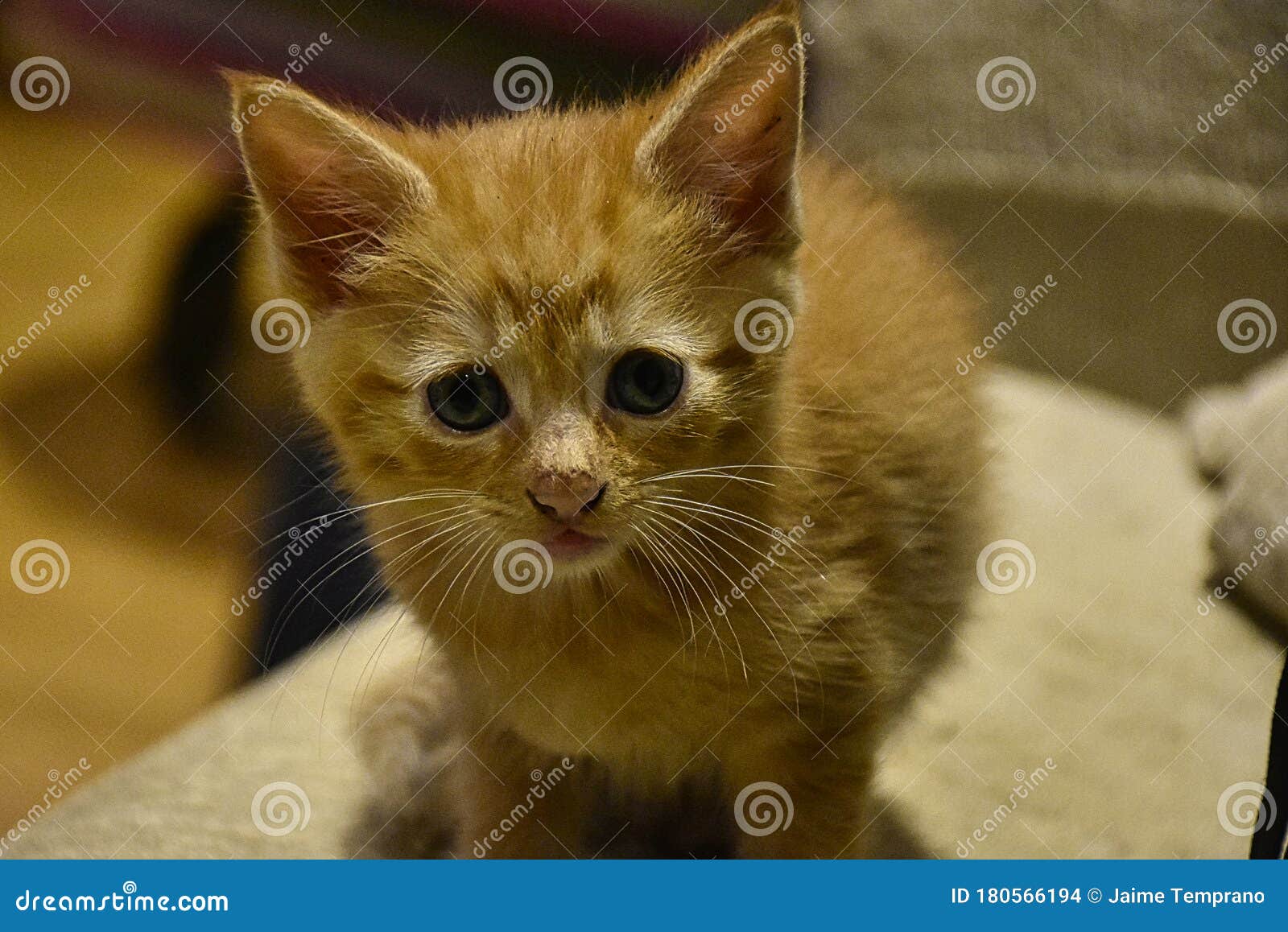 Brown Kitten with Scared Look Stock Photo - Image of brown, kitten ...