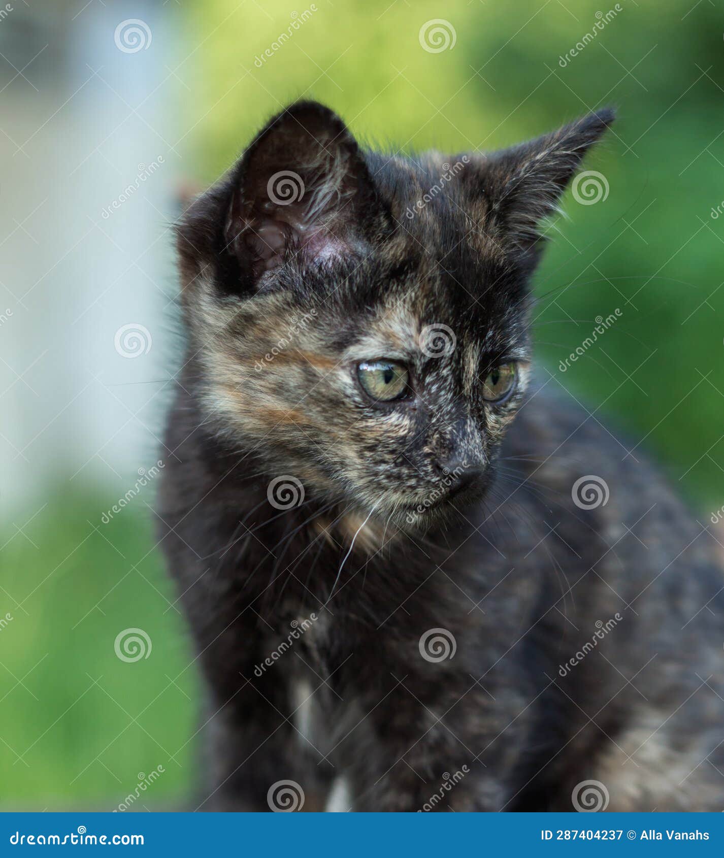 Brown kitten stock image. Image of young, kitten, nature - 287404237