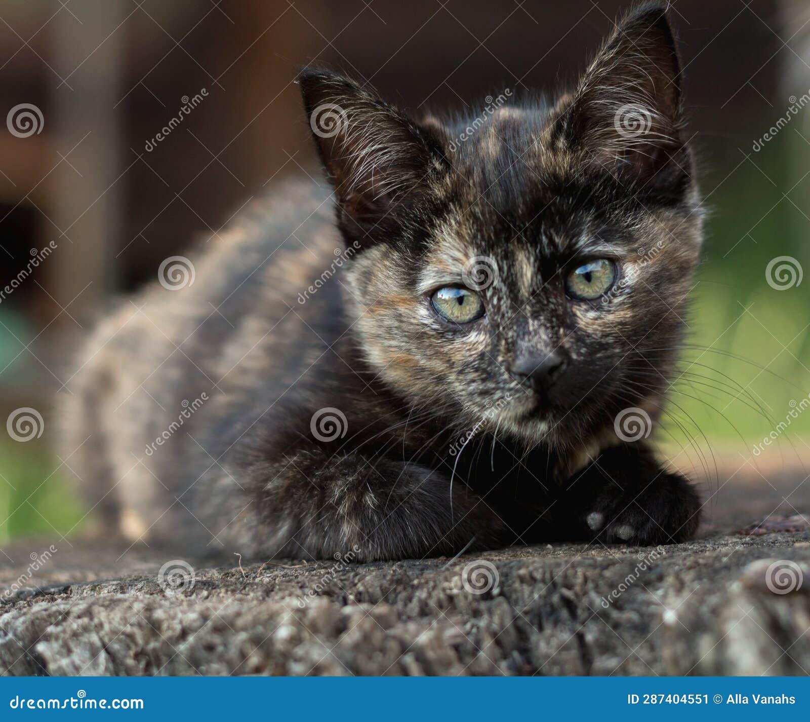 Brown kitten stock image. Image of face, black, portrait - 287404551