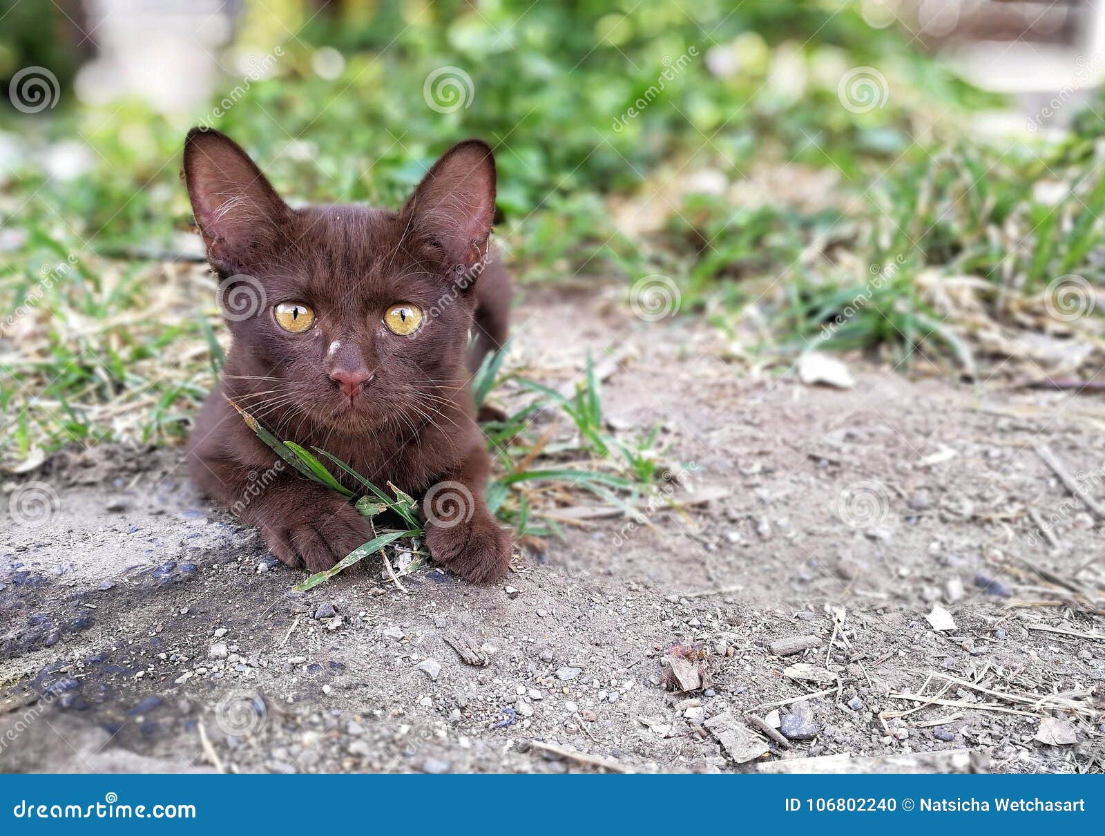 A brown kitty on street stock photo. Image of street - 106802240