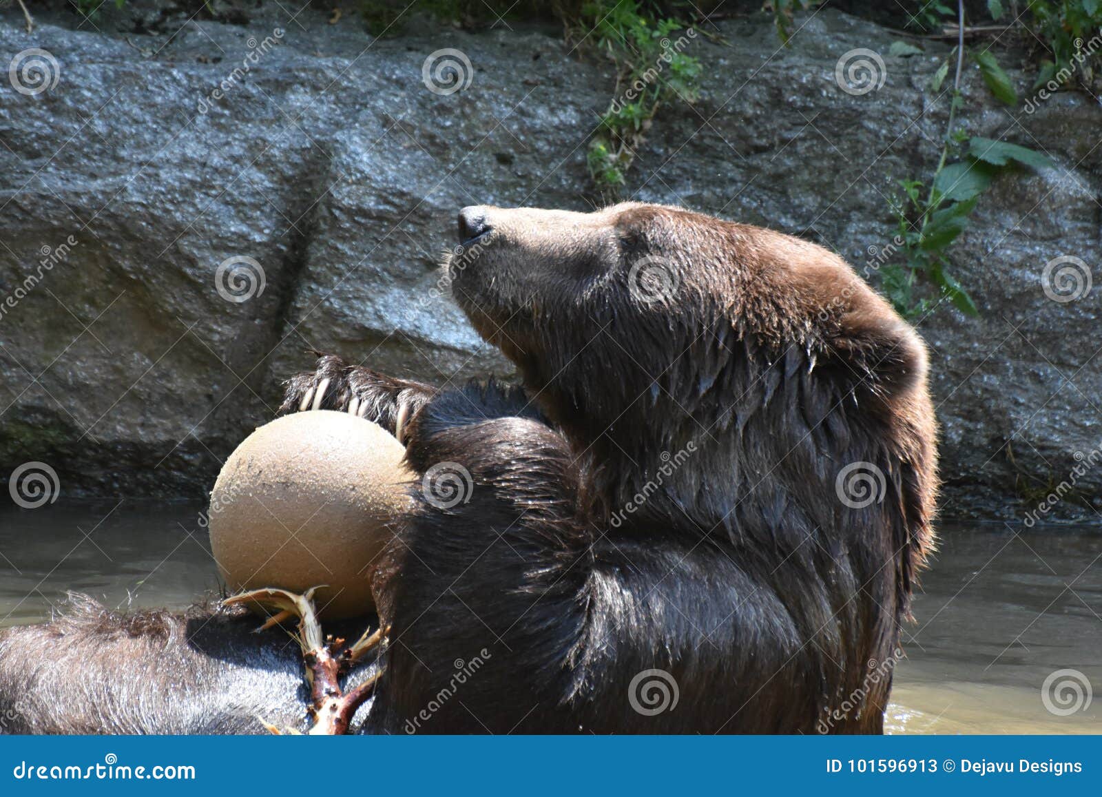 Brown Kodiak Bear Playing with a Ball Stock Image - Image of peninsular ...