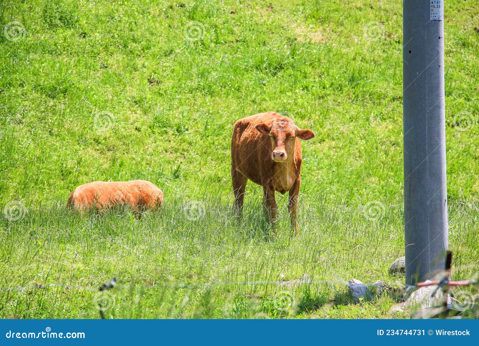 Brown Korean Native Cattle Grazing in the Field Stock Image - Image of ...