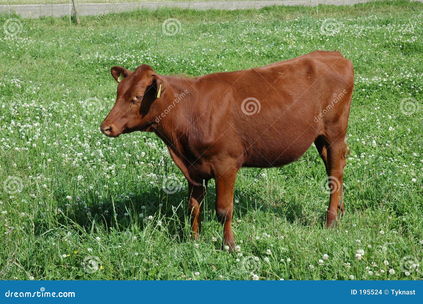 Brown-Kuh stockfoto. Bild von grün, gras, recht, landschaft - 195524