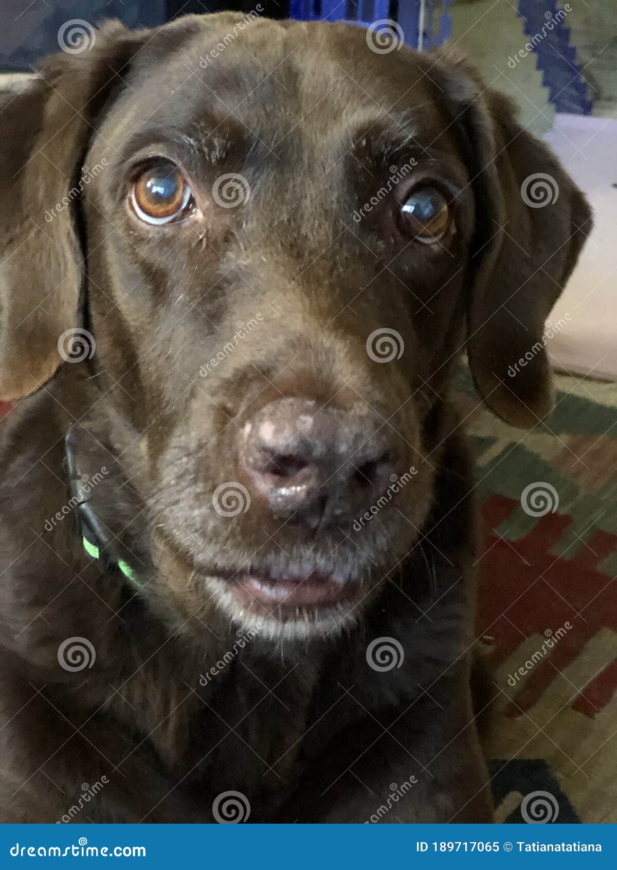 Brown Lab Dog Looking Perplexed Stock Image - Image of cute, looking ...