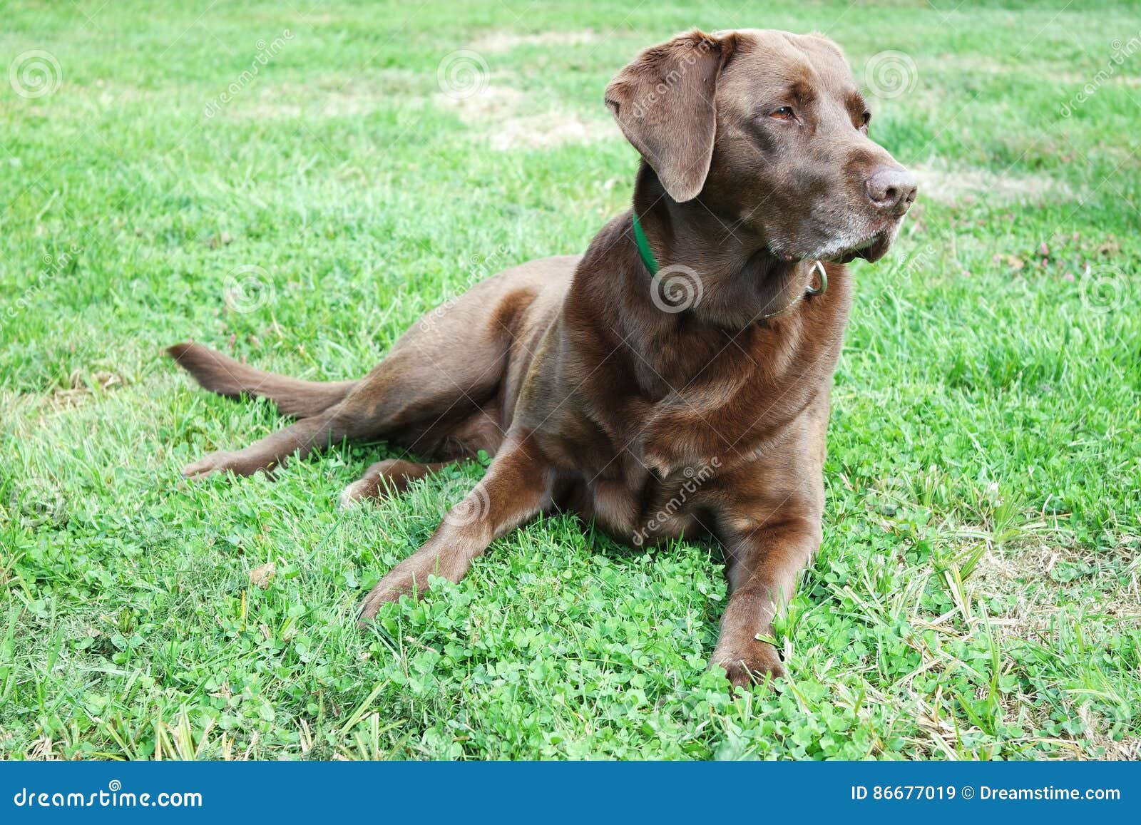 Brown lab stock image. Image of animals, cute, majestic - 86677019