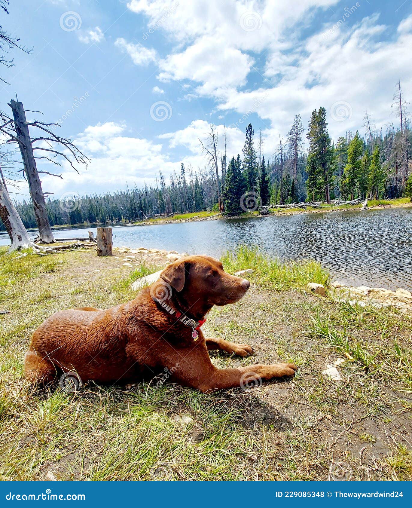 Brown Lab Sitting by the Lake Stock Photo - Image of retriever, sitting ...