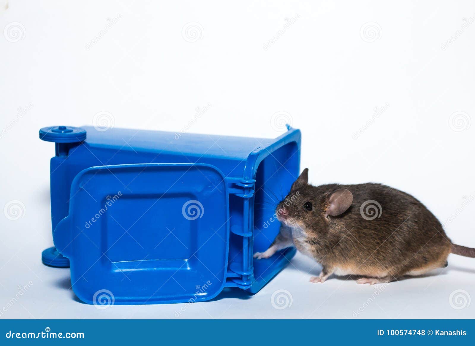 Recycle Bin Container Outdoors, Sorting Garbage, Enjoying Zero Waste ...