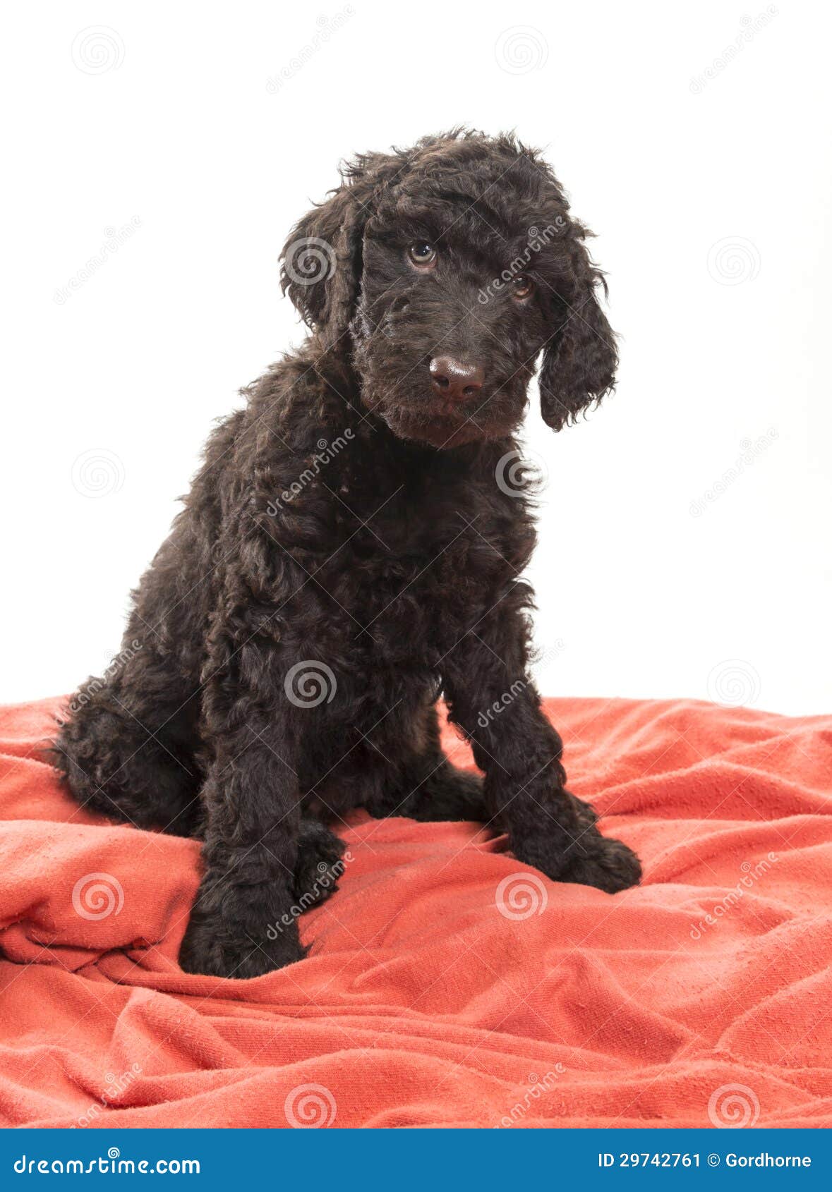Brown Labradoodle Looking stock image. Image of hybrid - 29742761