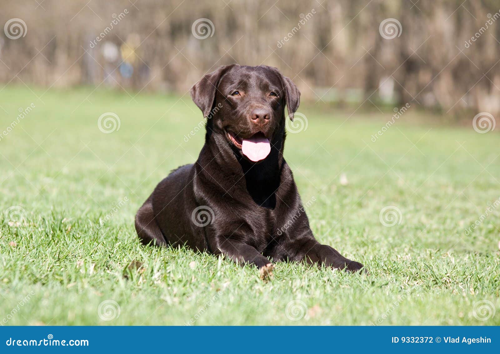 Brown labrador stock photo. Image of green, nature, purebred - 9332372