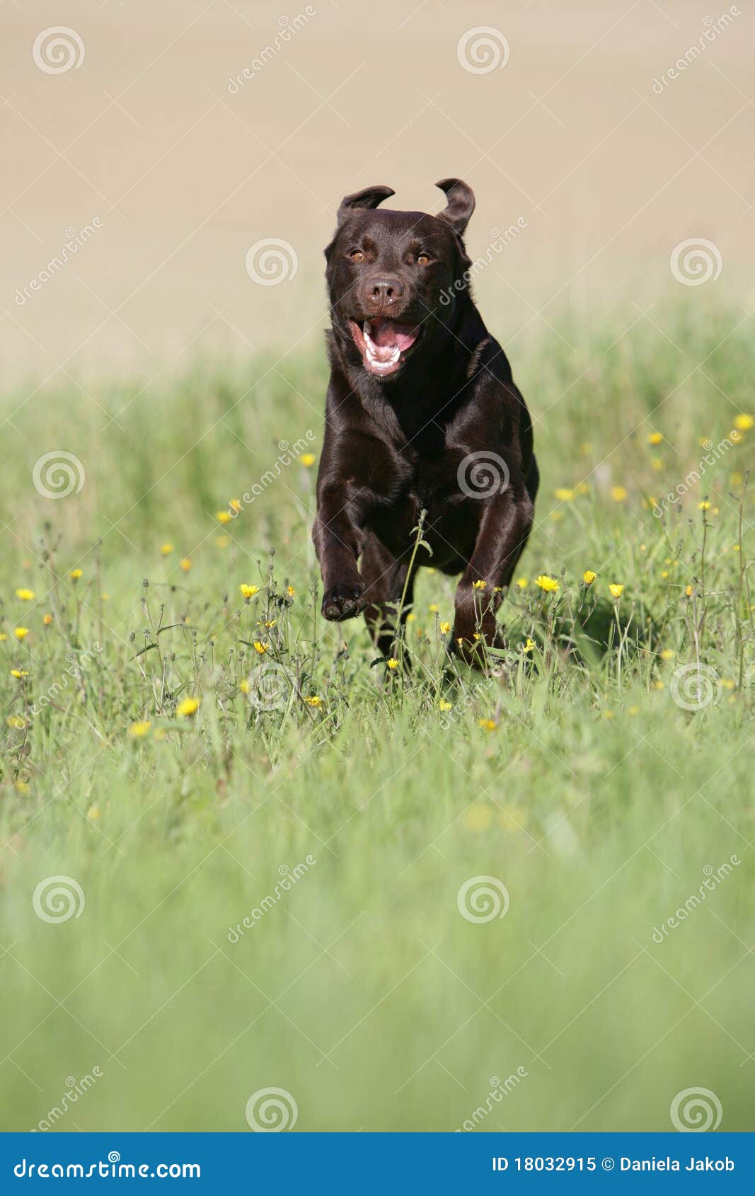 Brown Labrador action stock image. Image of attention - 18032915