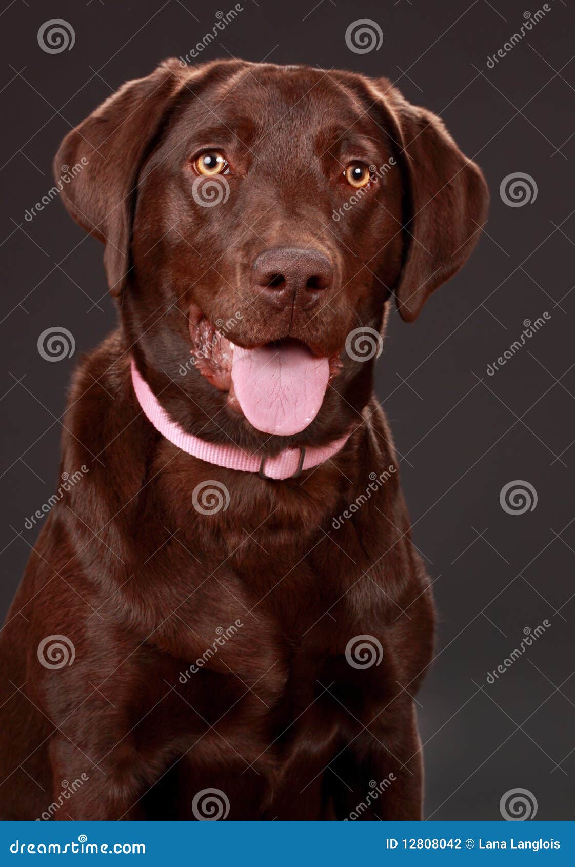 Brown labrador dog stock photo. Image of labrador, looking - 12808042