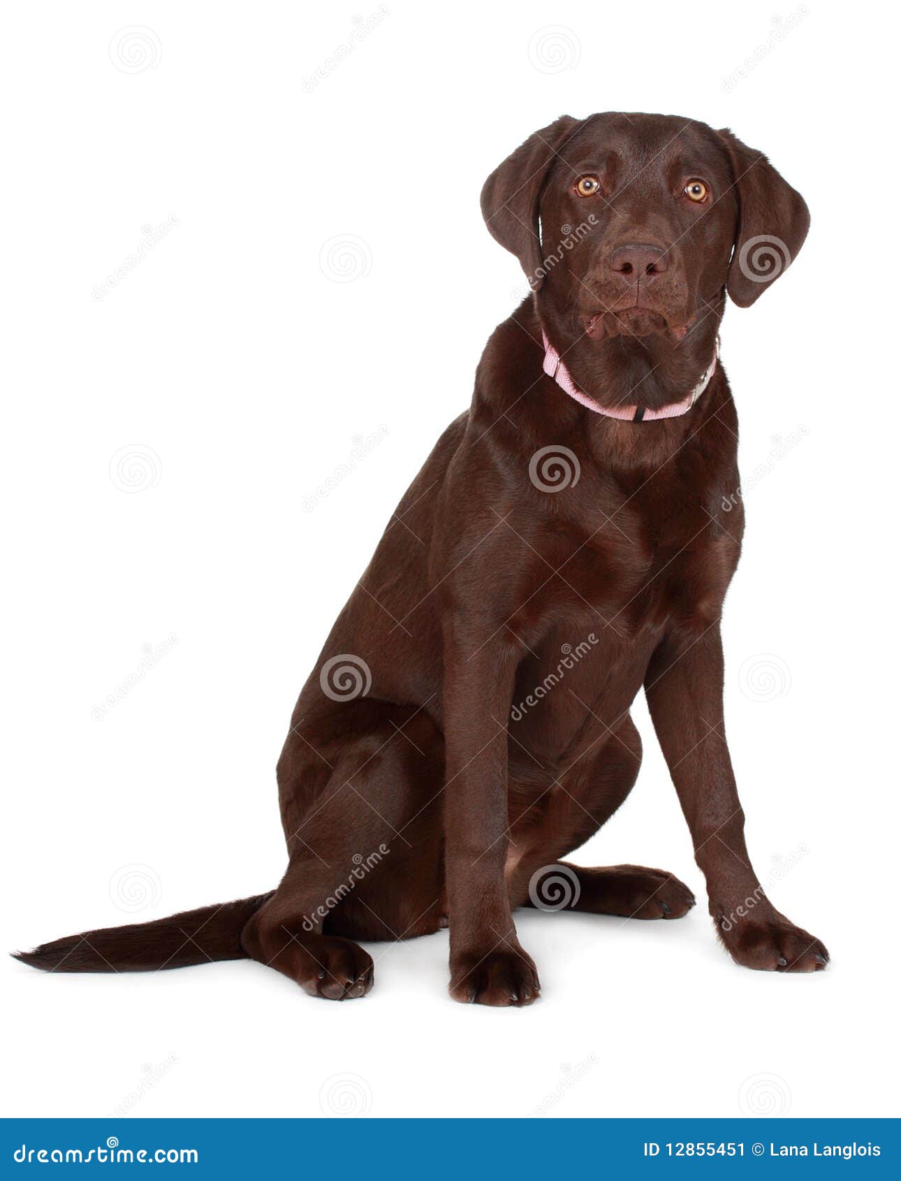 Brown labrador dog stock image. Image of adorable, cutout - 12855451
