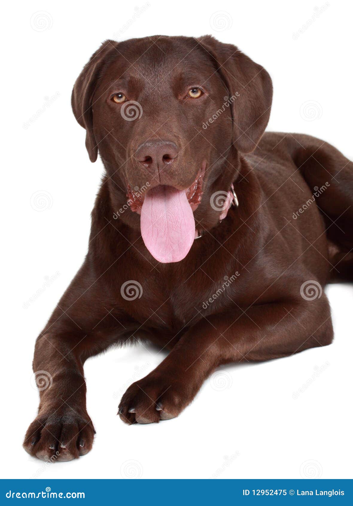 Brown labrador dog stock image. Image of labrador, sitting - 12952475