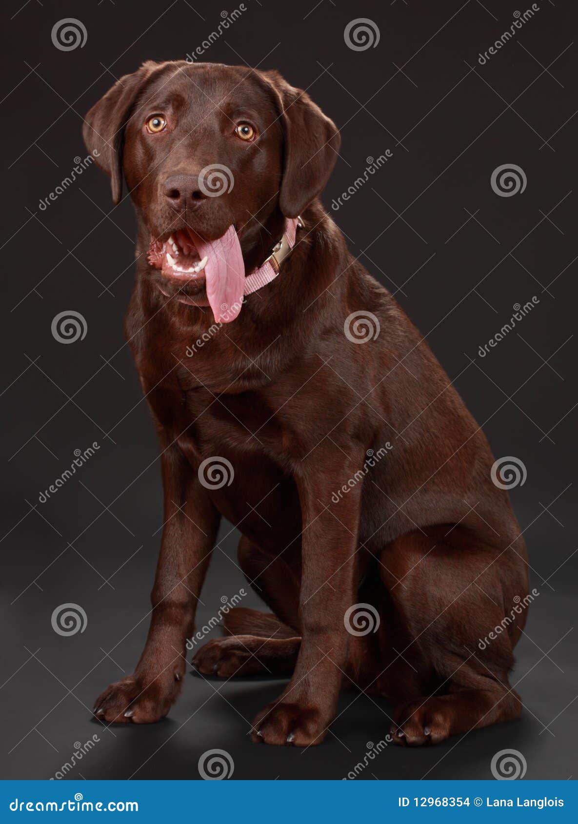 Brown labrador dog stock photo. Image of animal, cutout - 12968354