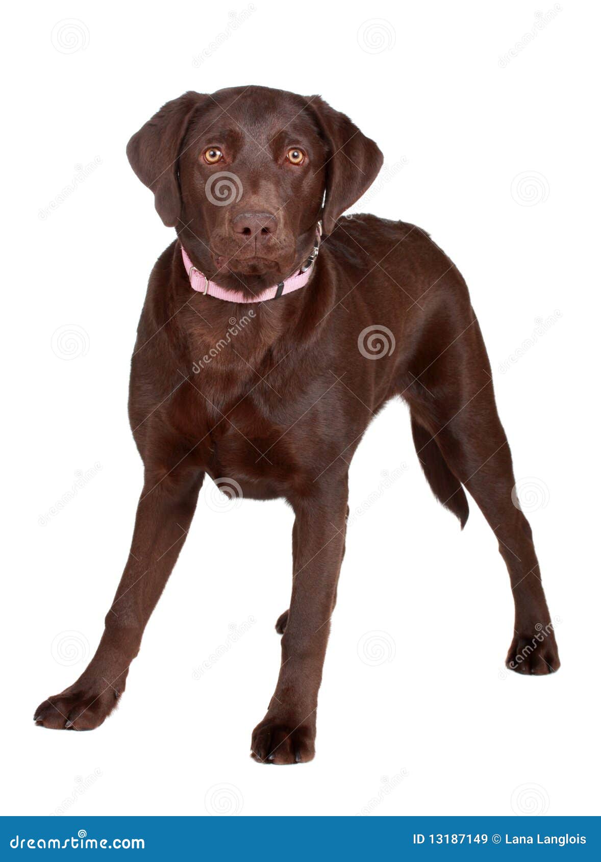 Brown labrador dog stock image. Image of sitting, brown - 13187149