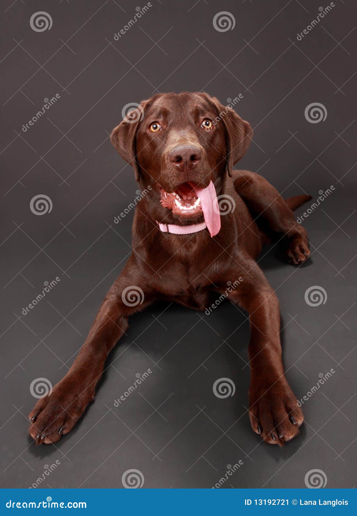 Brown labrador dog stock image. Image of animal, collar - 13192721