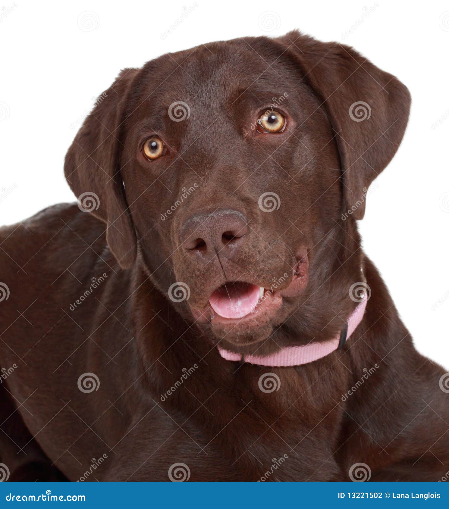Brown labrador dog stock photo. Image of collar, canine - 13221502