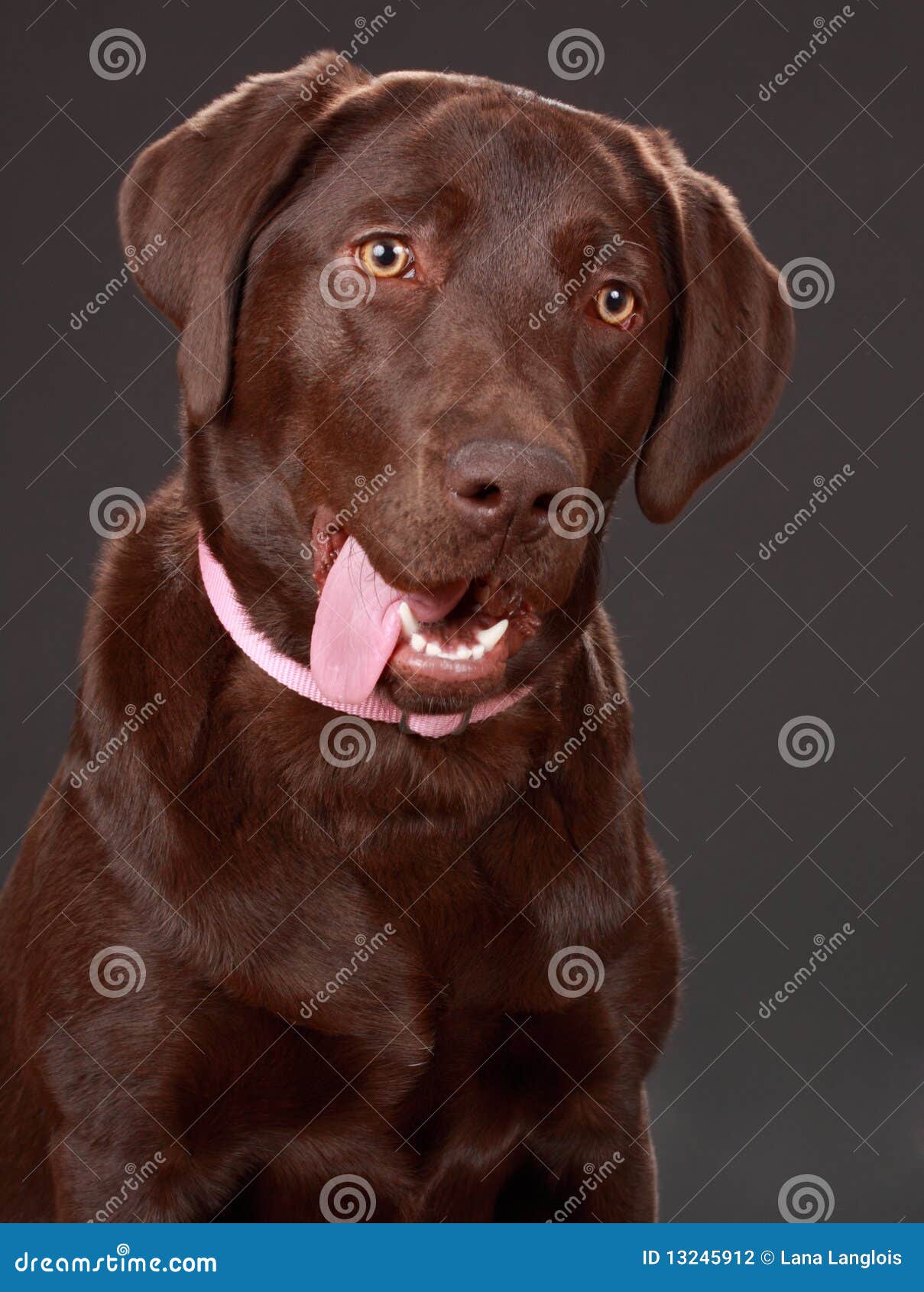 Brown labrador dog stock photo. Image of cutout, sitting - 13245912