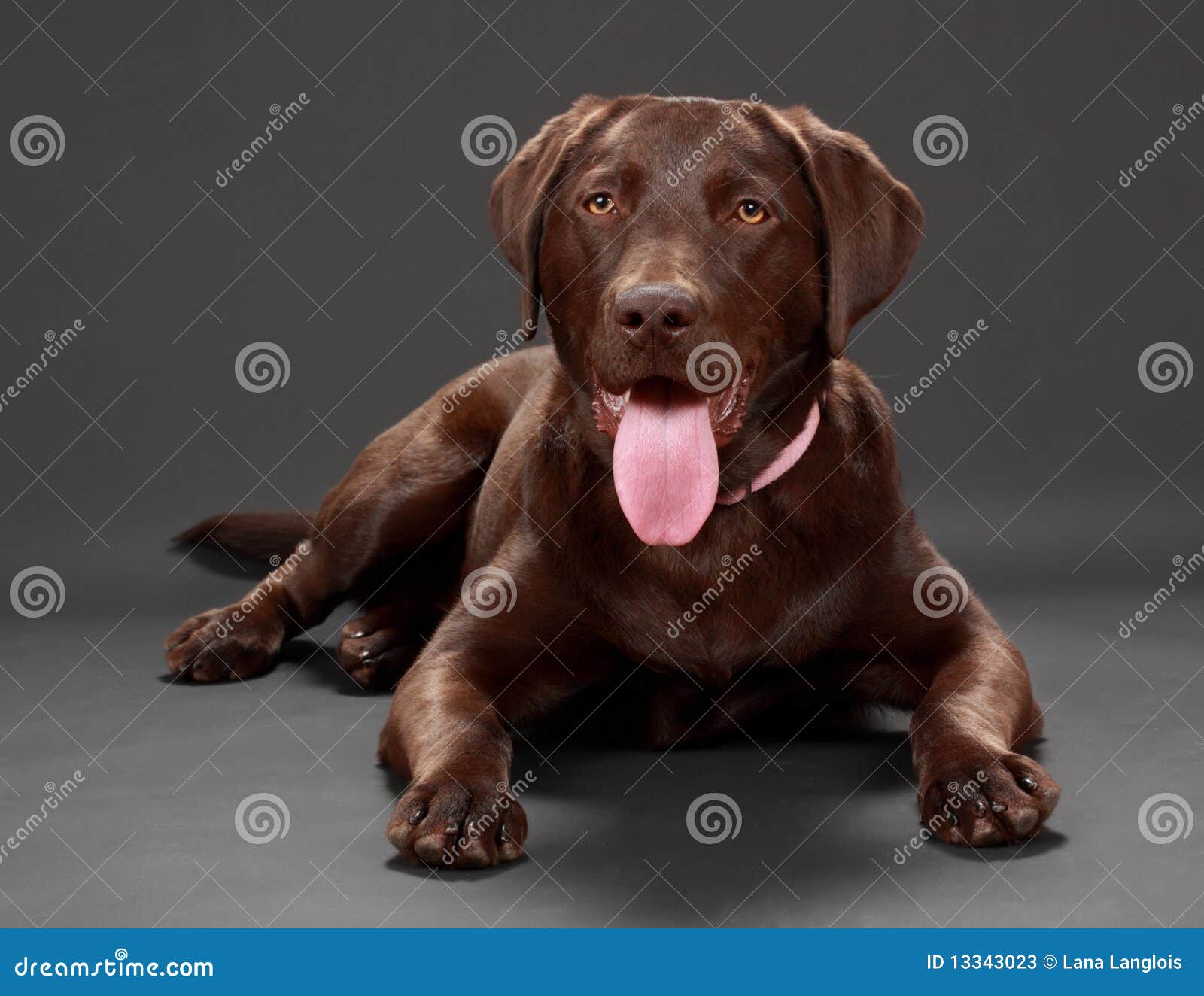Brown labrador dog stock image. Image of canine, collar - 13343023