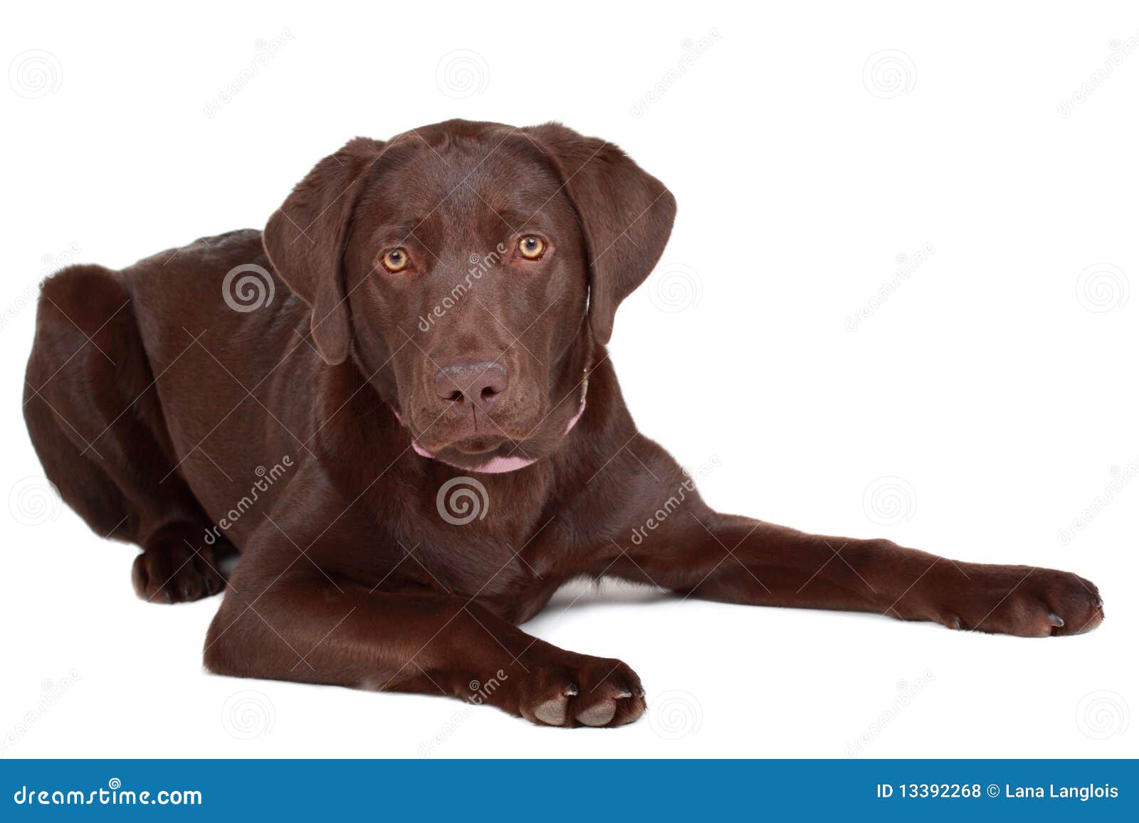 Brown labrador dog stock photo. Image of adorable, animal - 13392268