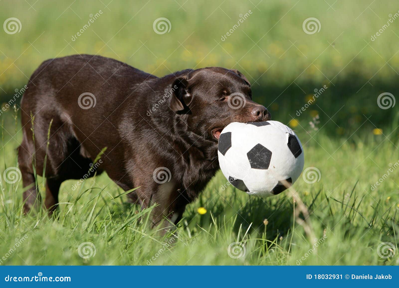 Brown Labrador Dog with Ball Stock Image - Image of cute, animal: 18032931