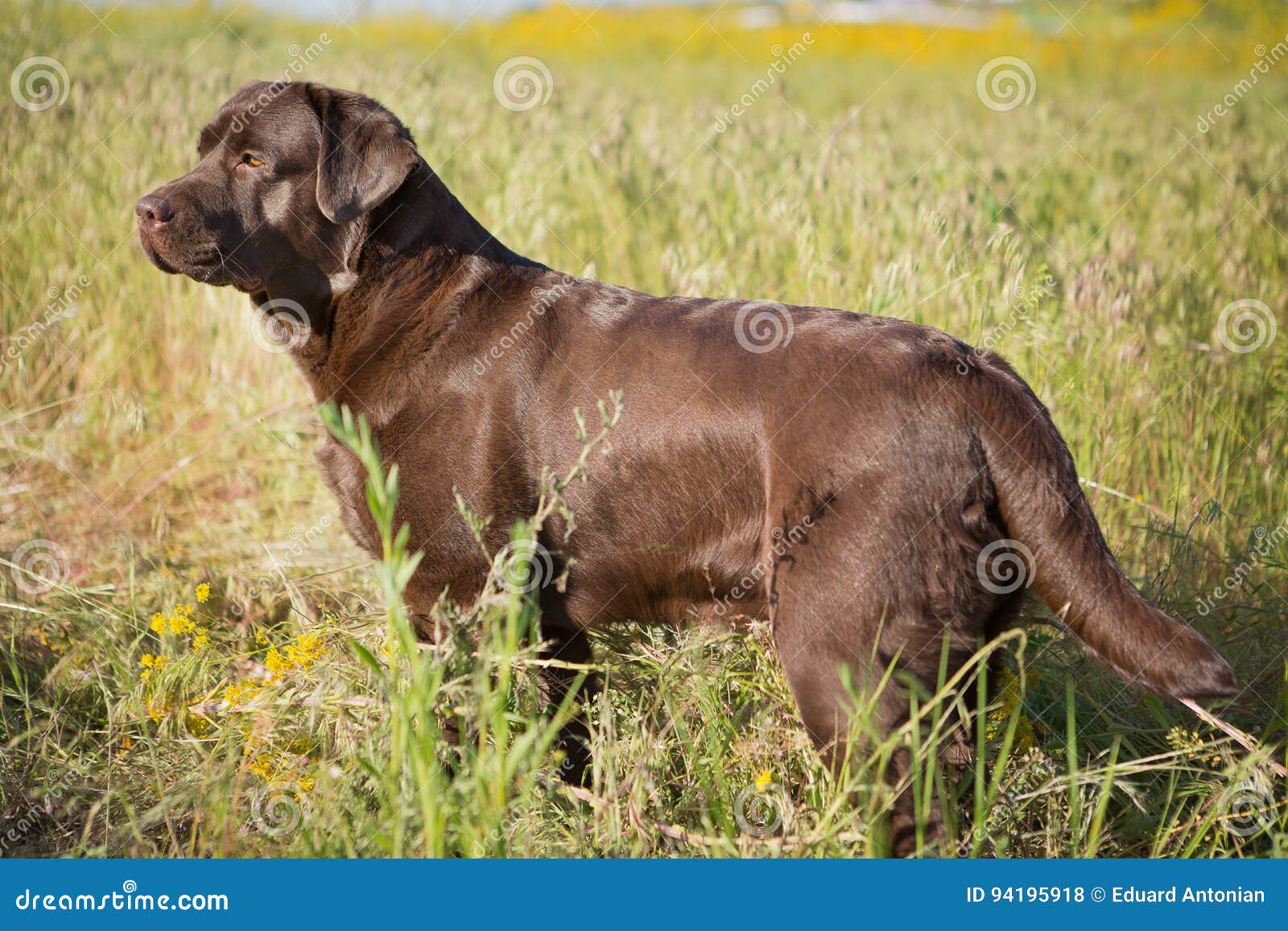 A Brown Labrador Dog in the Nature Stock Photo - Image of mammal, eyes ...