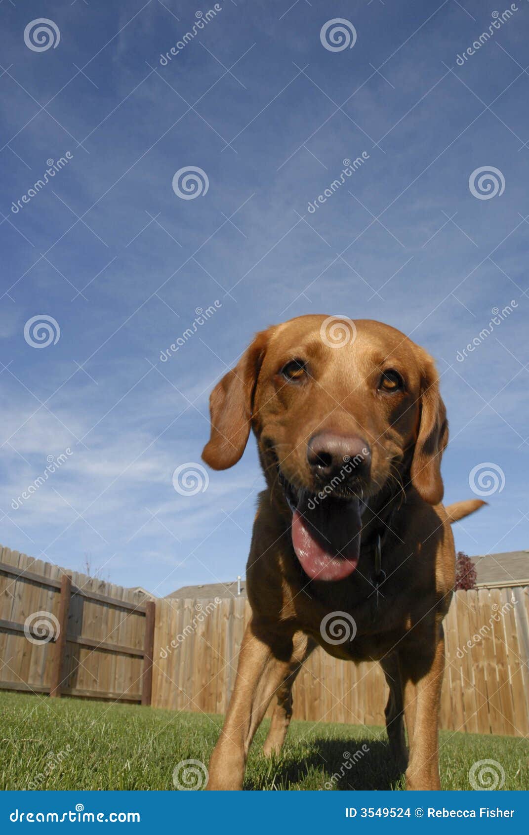 Brown Labrador Dog at Play stock photo. Image of chocolate - 3549524
