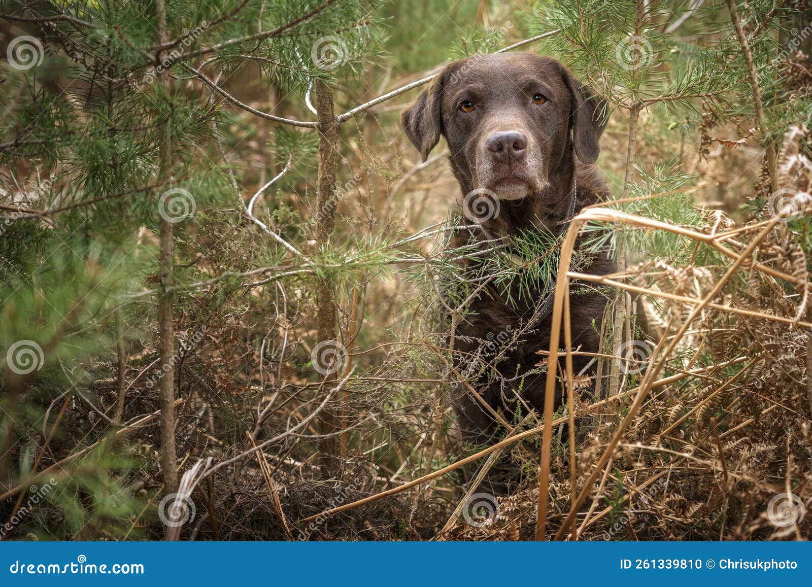 Brown Labrador Hiding in a Forest between the Trees Stock Photo - Image ...