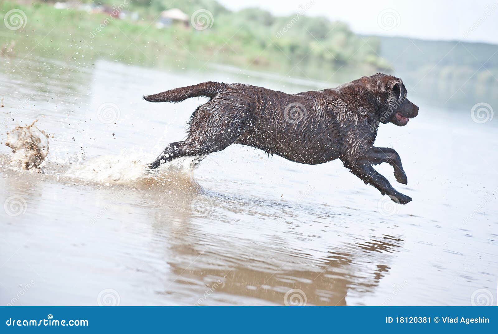 Brown Labrador Jumping in the Water Stock Image - Image of playful ...