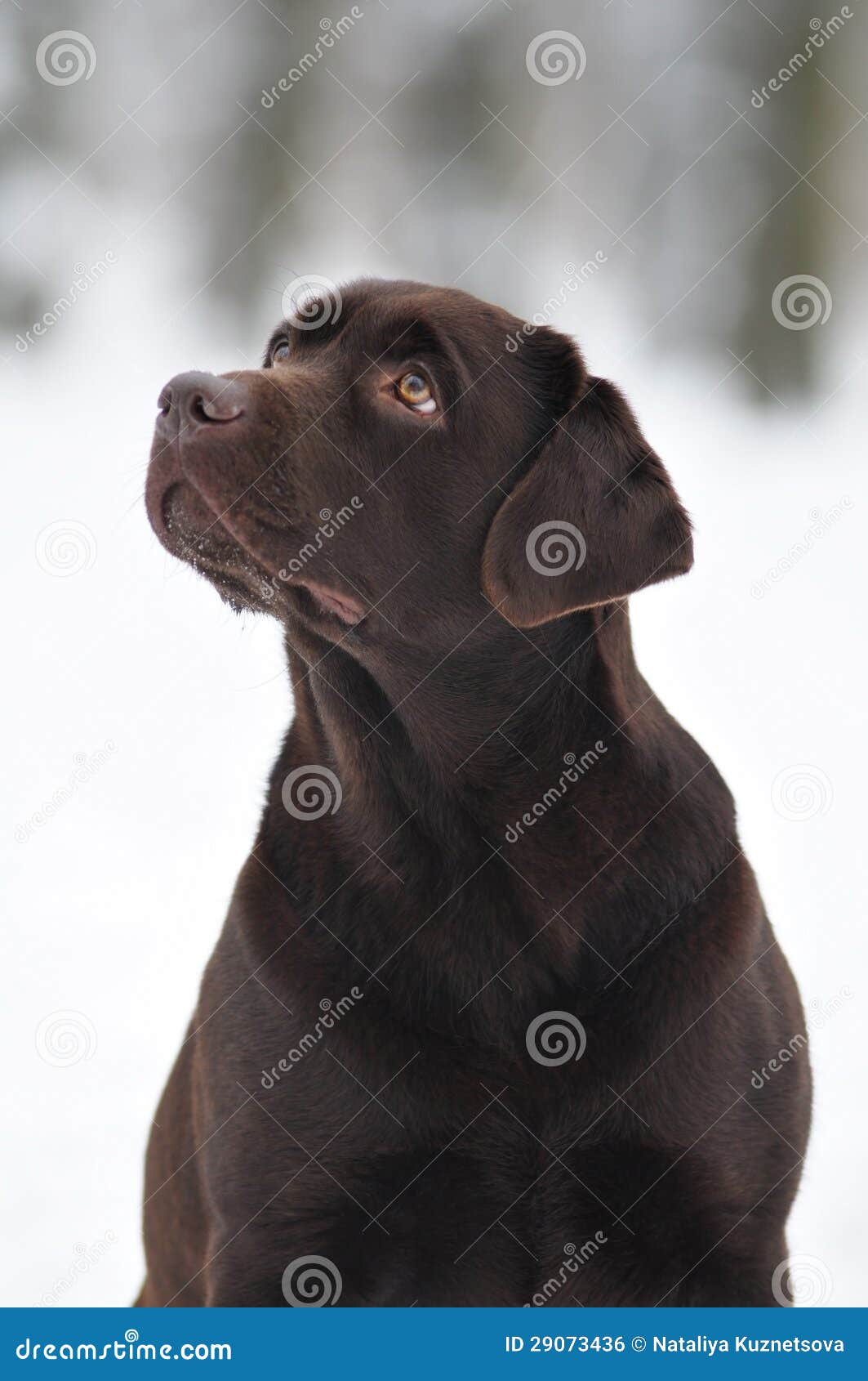Brown labrador portrait stock photo. Image of retreiver - 29073436