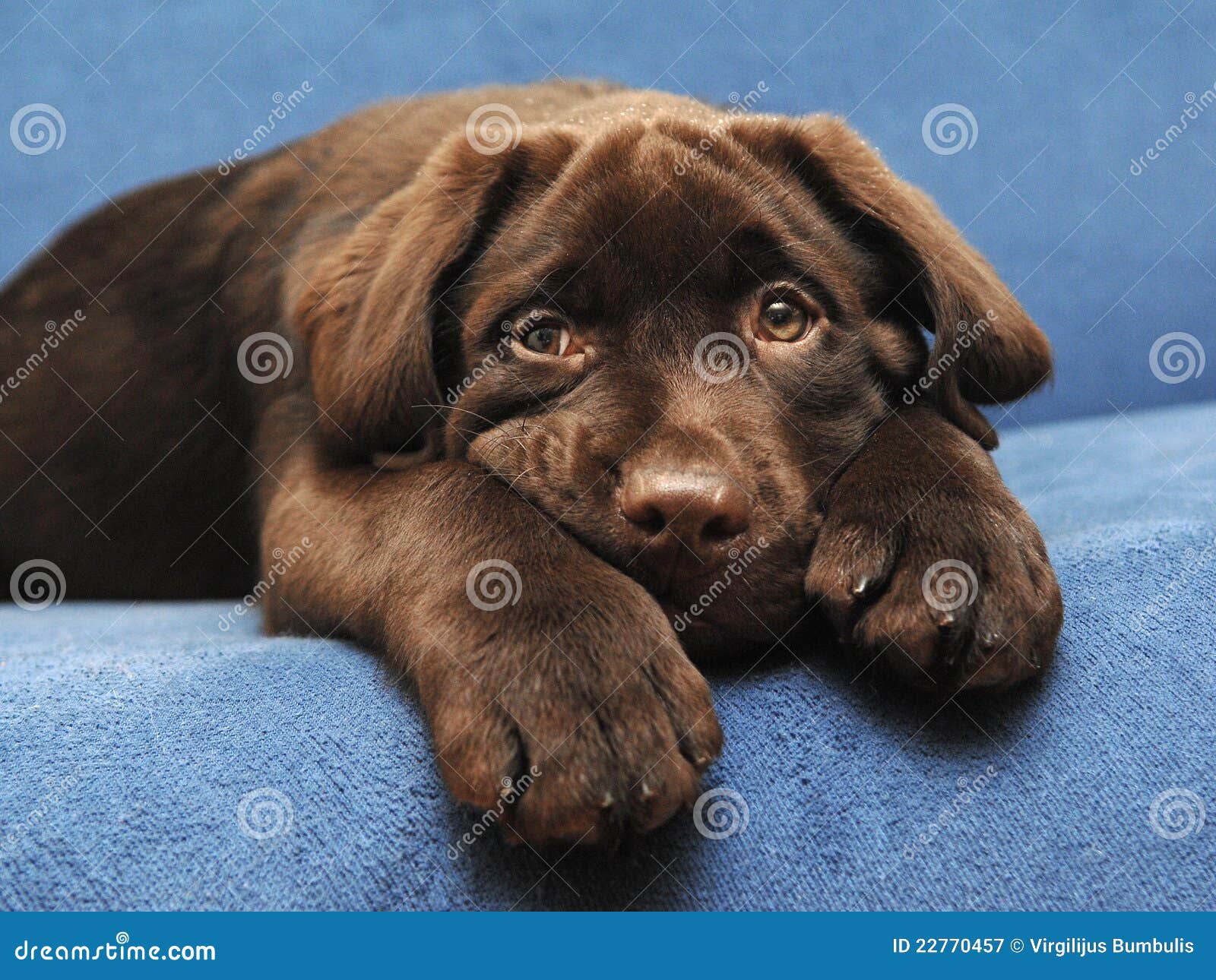 Brown Labrador puppy stock image. Image of blue, eyes - 22770457