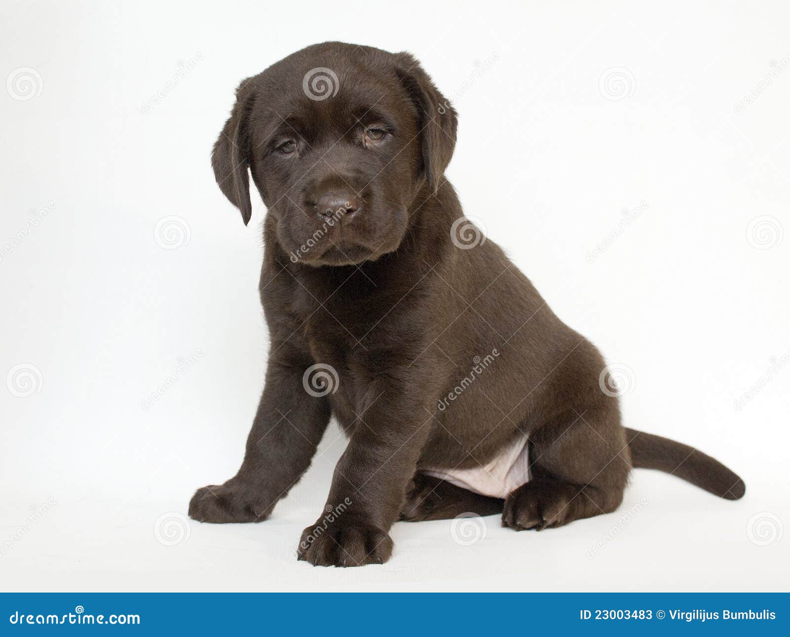 Brown Labrador puppy stock image. Image of isolated, eyes - 23003483