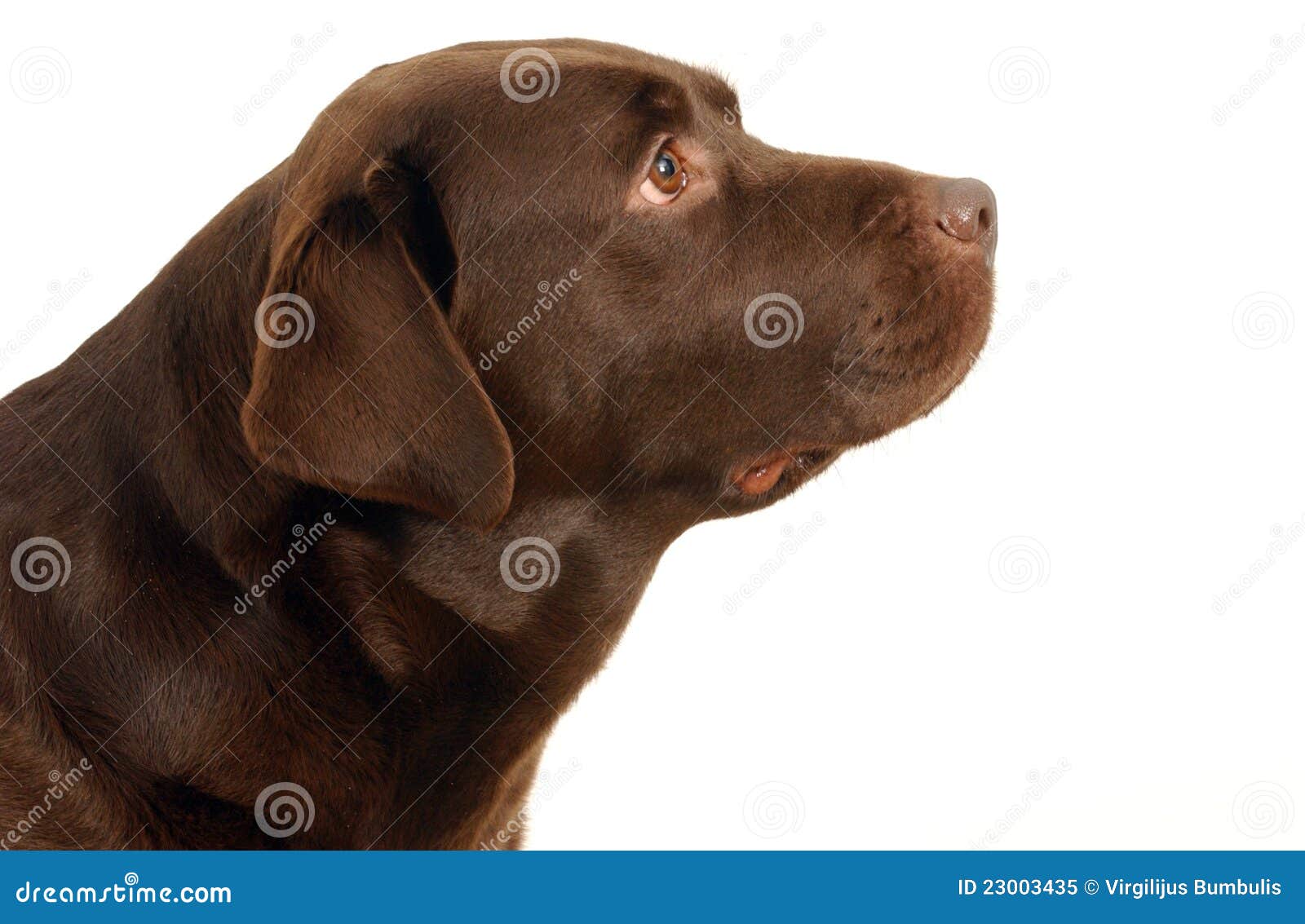 Brown Labrador puppy head stock image. Image of chocolate - 23003435