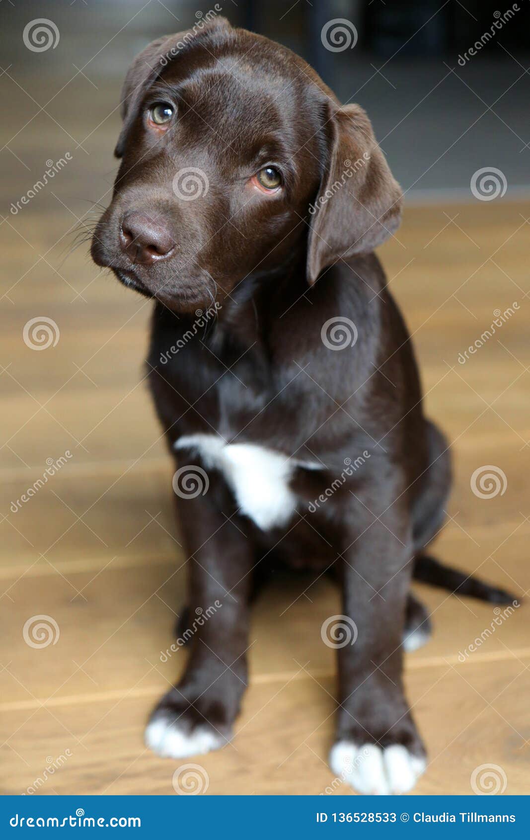 Brown labrador puppy stock image. Image of happy, labrador - 136528533