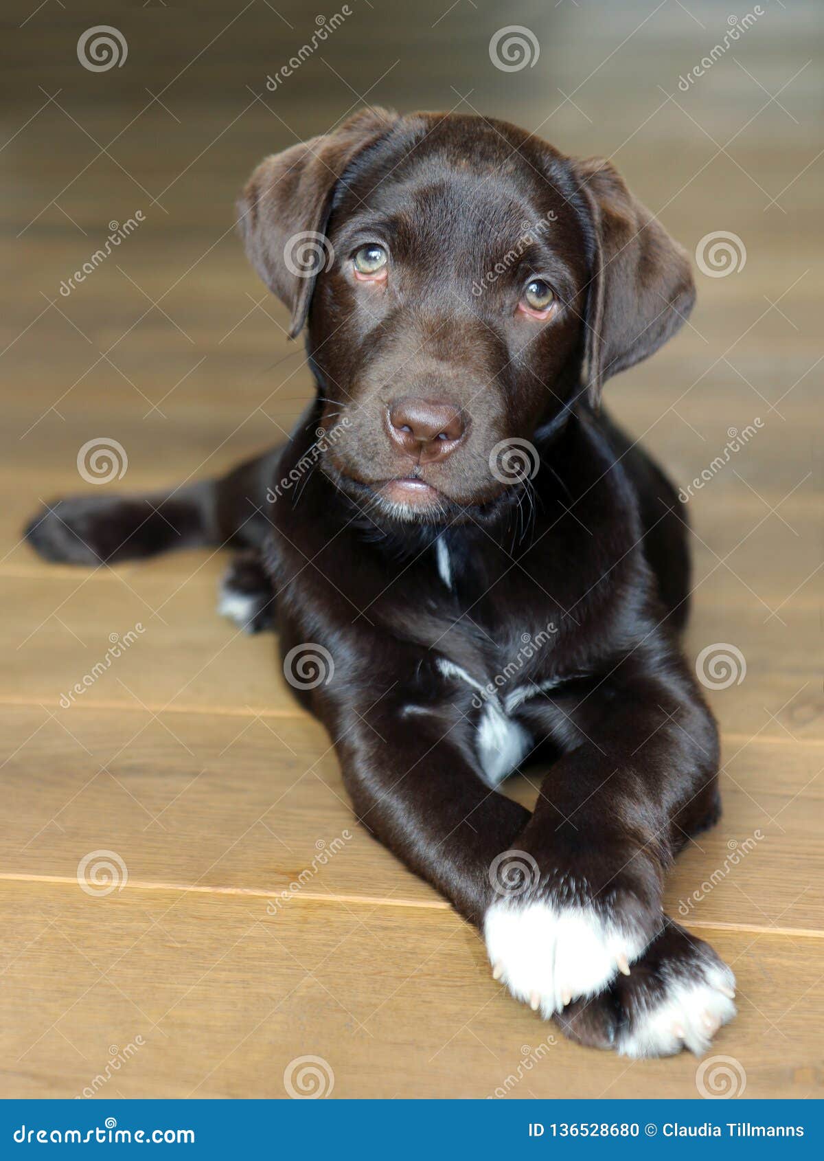 Brown labrador puppy stock photo. Image of nature, floor - 136528680