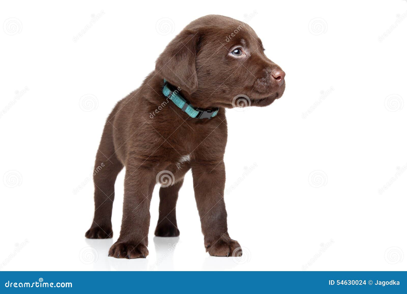 Baby Brown Labs
