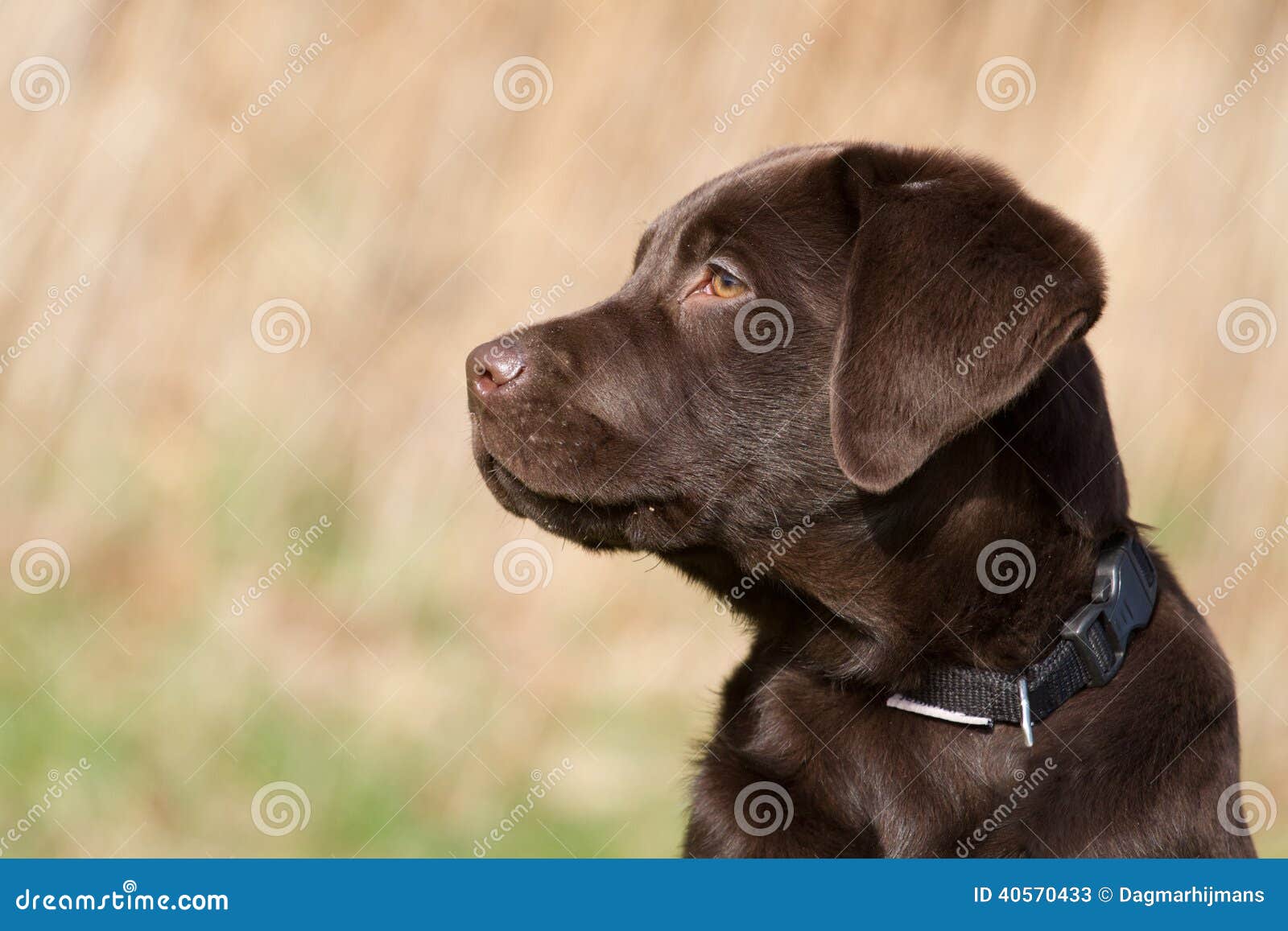 Brown labrador puppy stock image. Image of canis, chocolate - 40570433